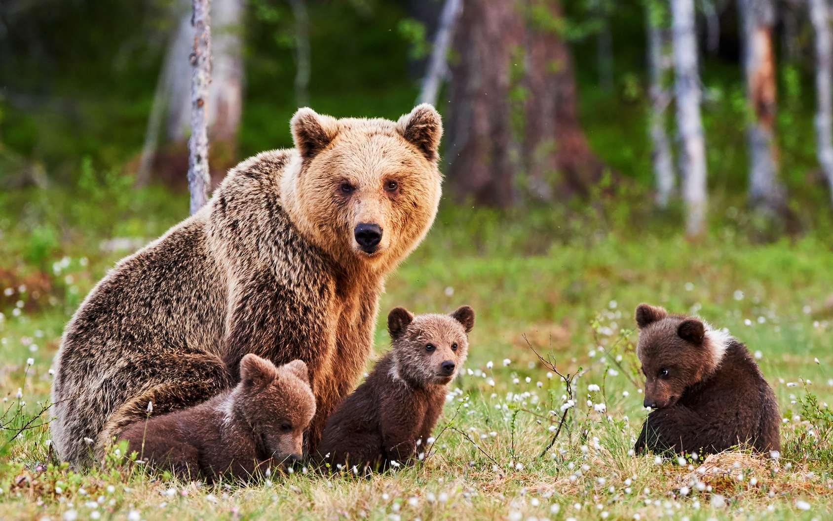 Les ours d’Europe : des adaptations comportementales face aux ...